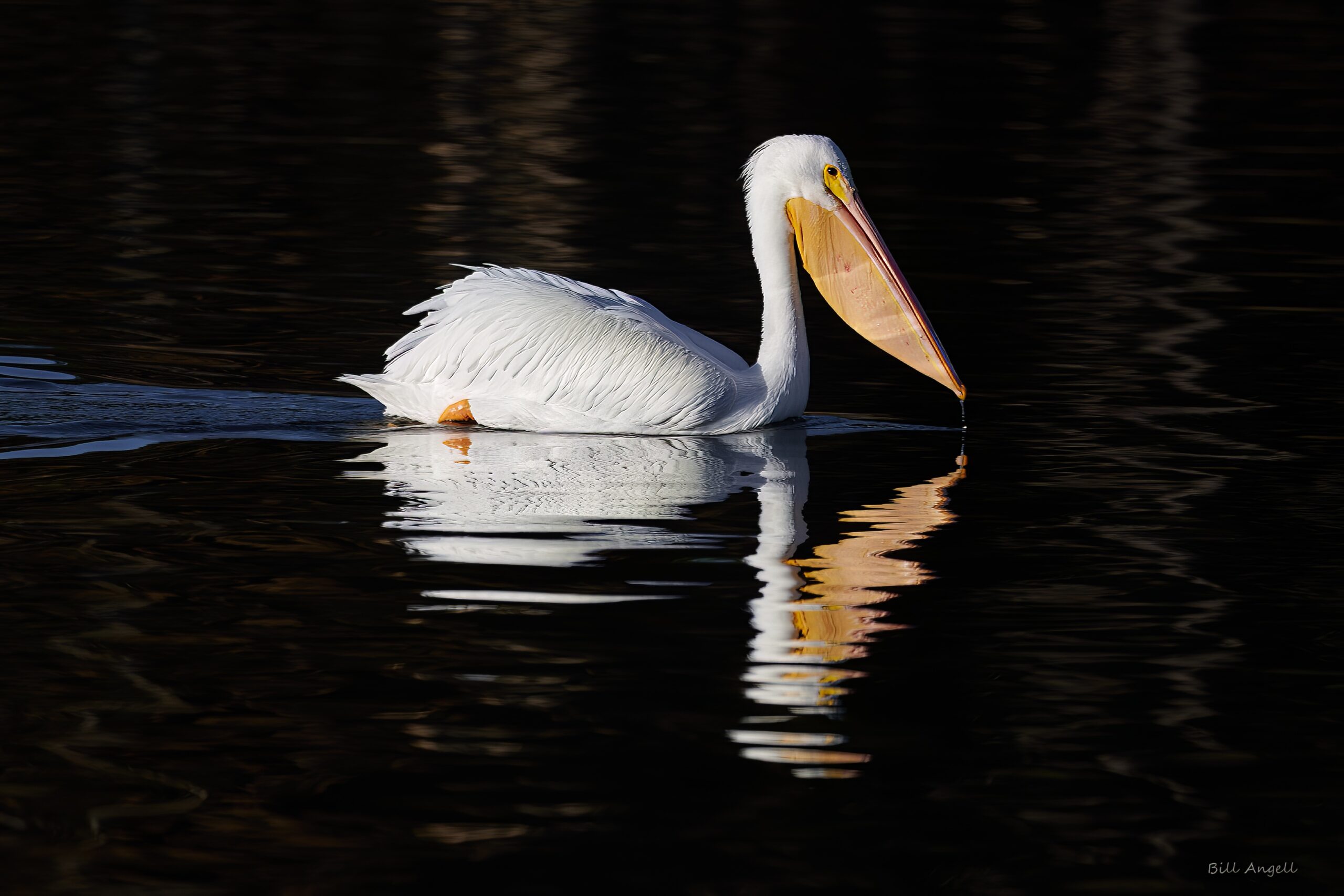 - Bill Angell Photography and Art